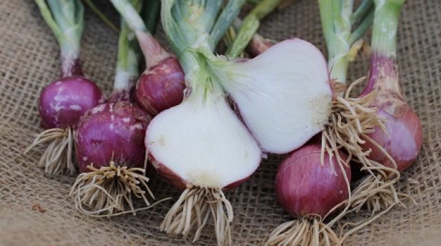 Cara Tanam Cabe dengan 5 Tahapan Penting yang Perlu Kamu Tahu!